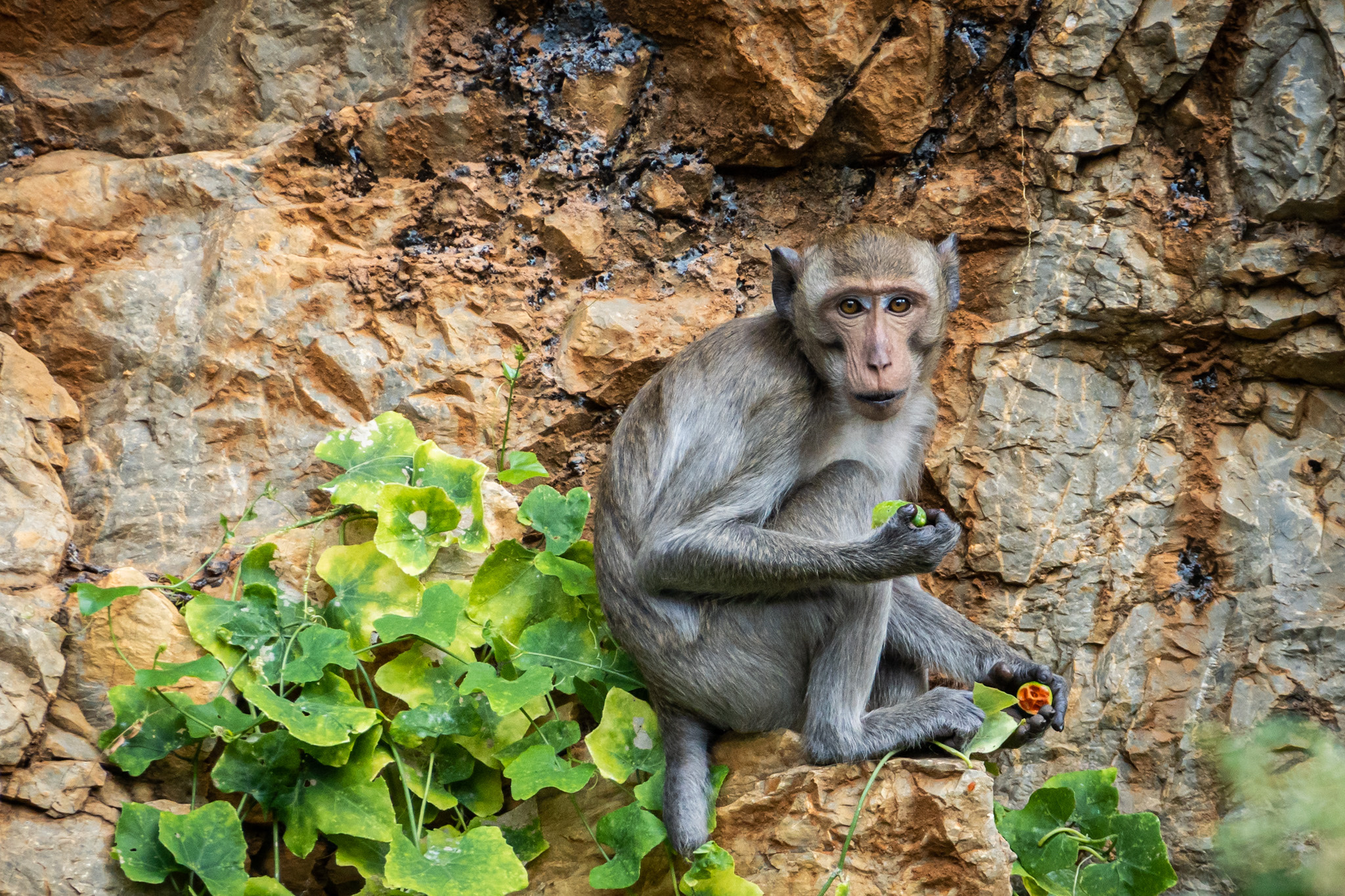 Macaca fascicularis (Raffles, 1821)