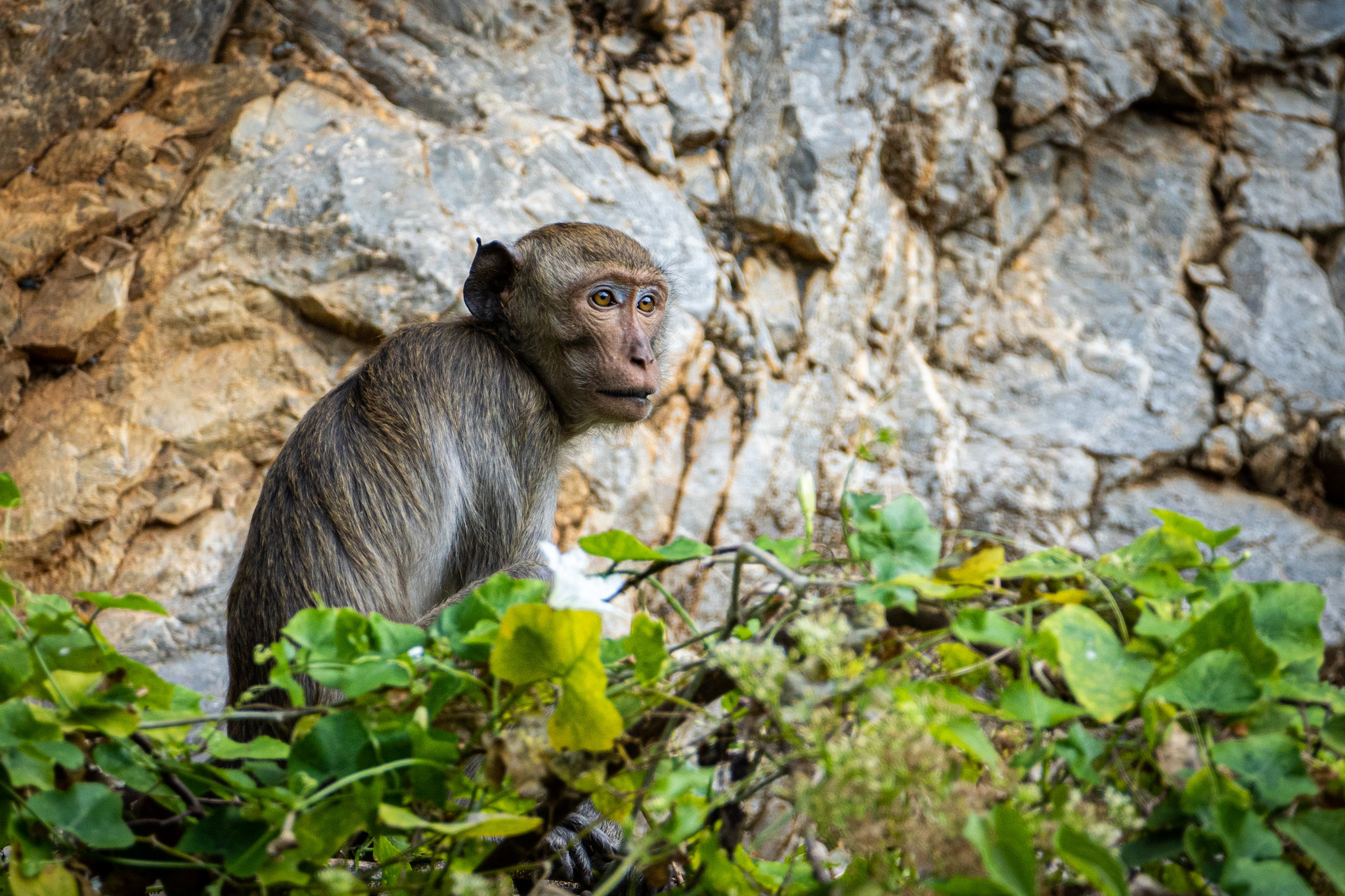 Macaca fascicularis (Raffles, 1821)