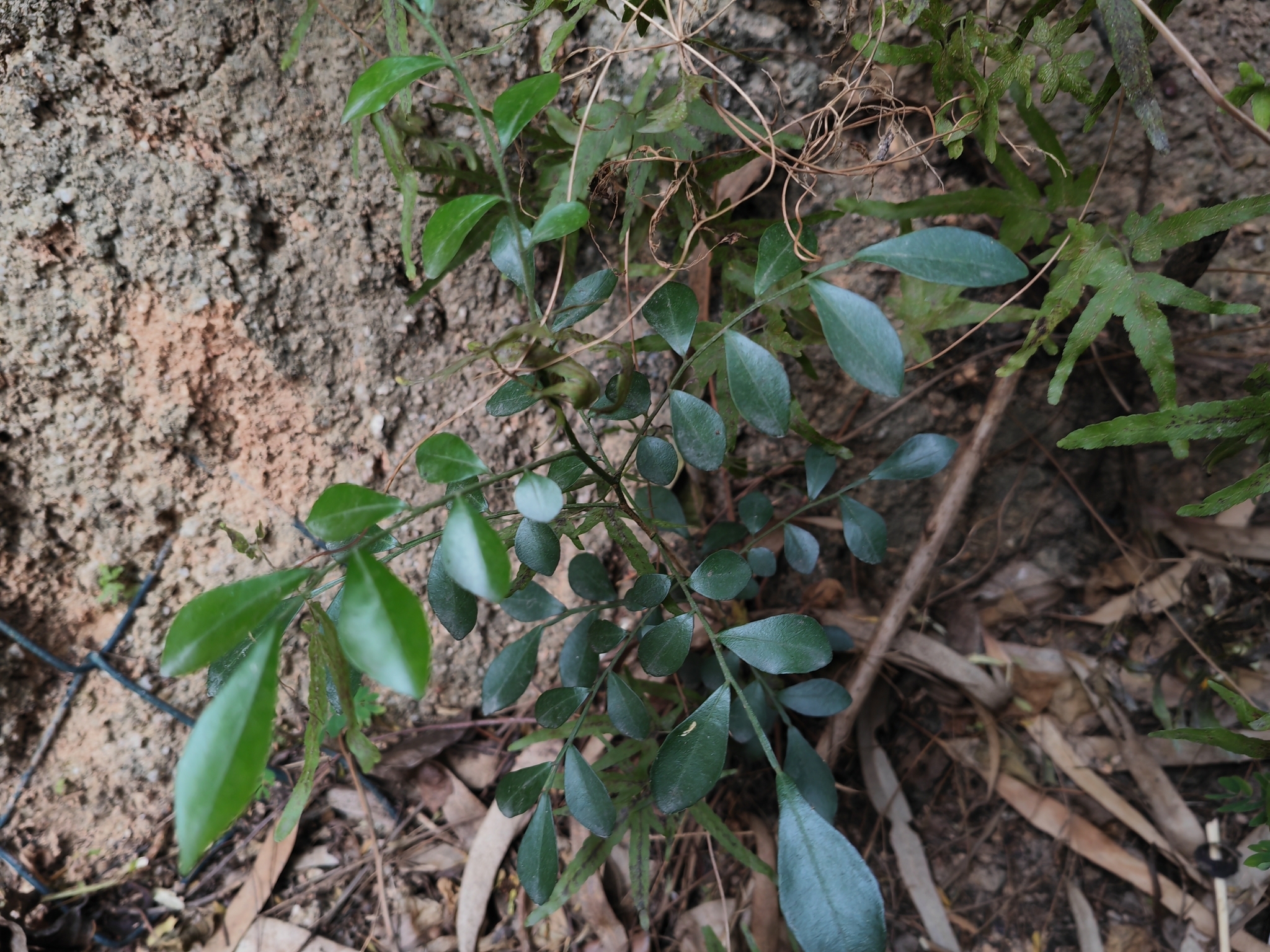 Murraya J.Koenig ex L.