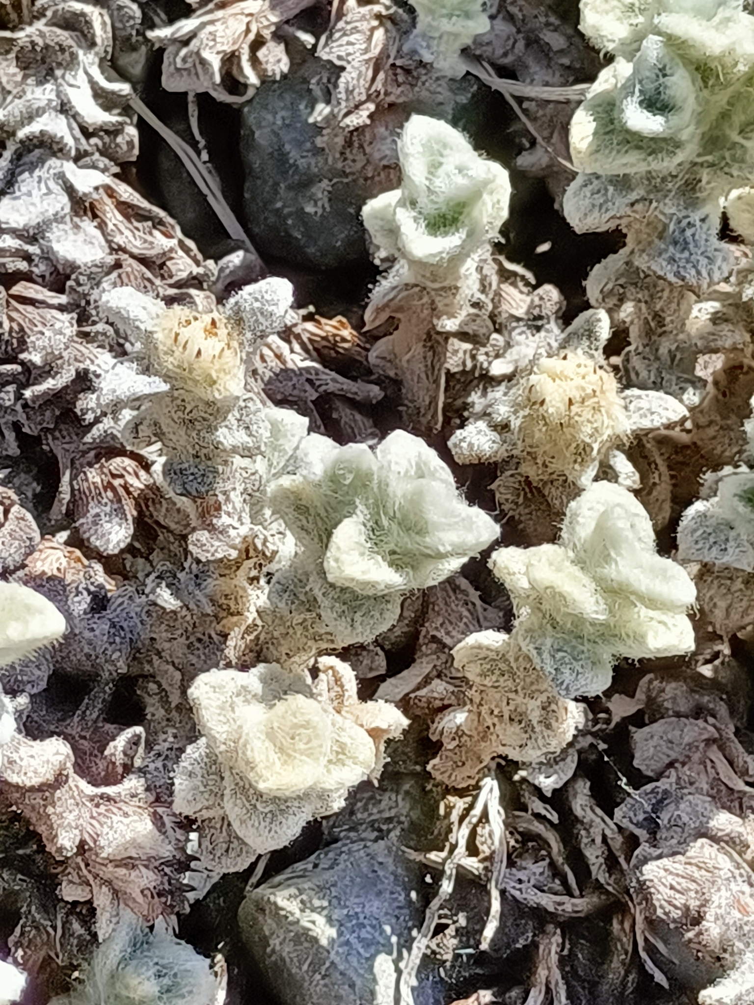 Haastia sinclairii Hook.fil.