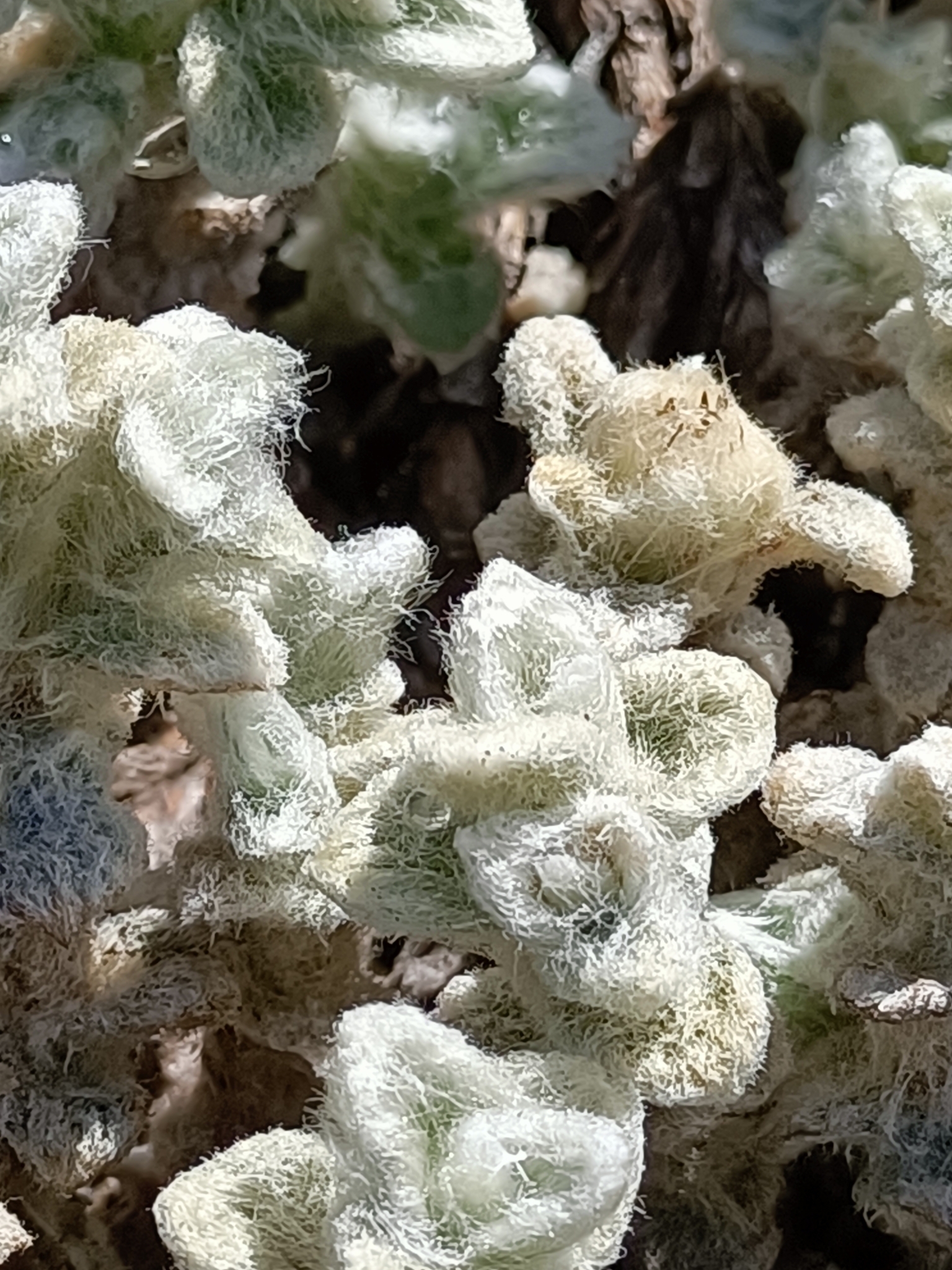 Haastia sinclairii Hook.fil.