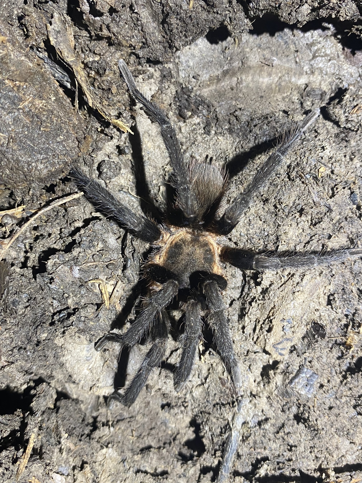 Theraphosidae