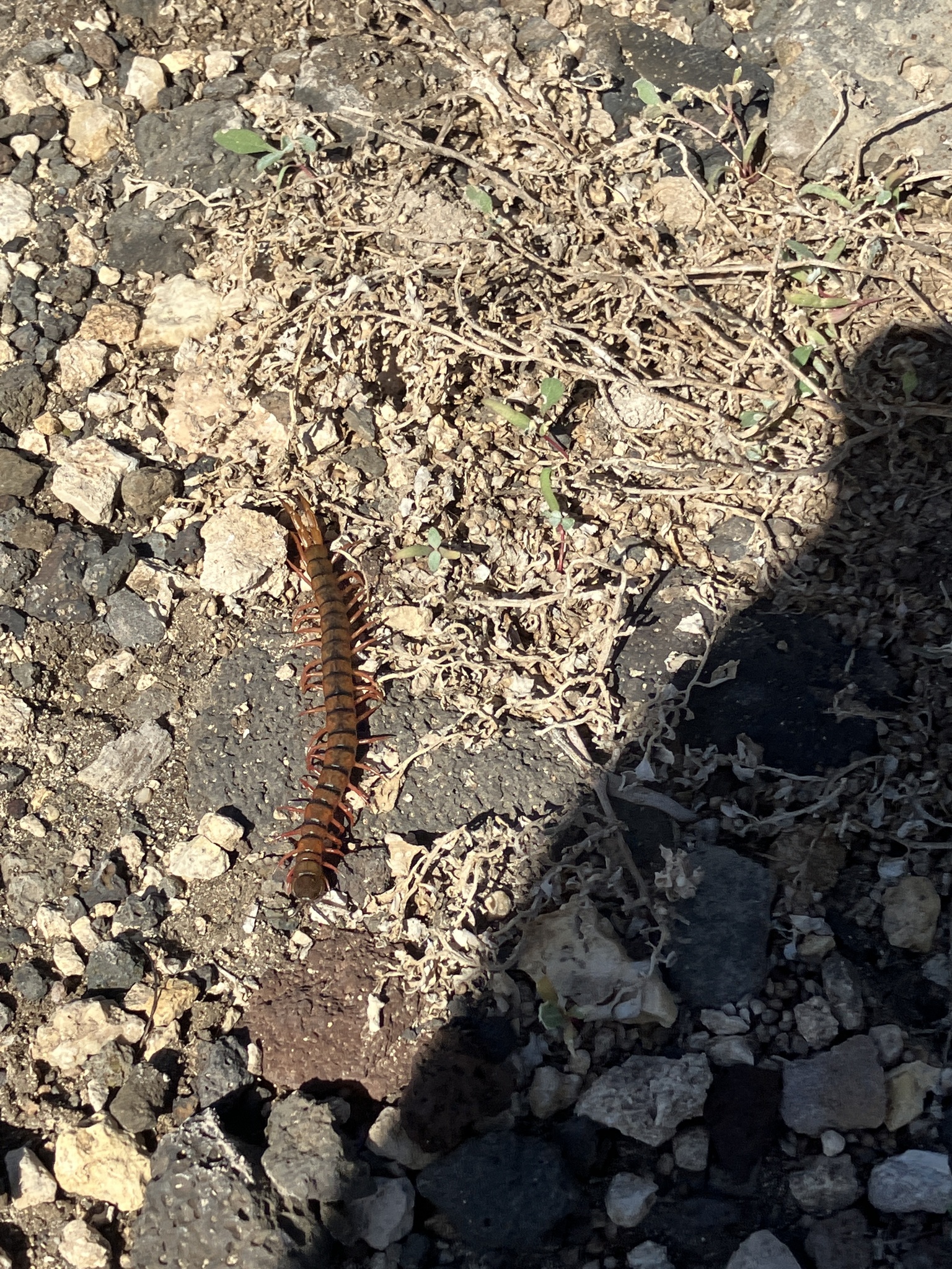 Scolopendra Linnaeus, 1758