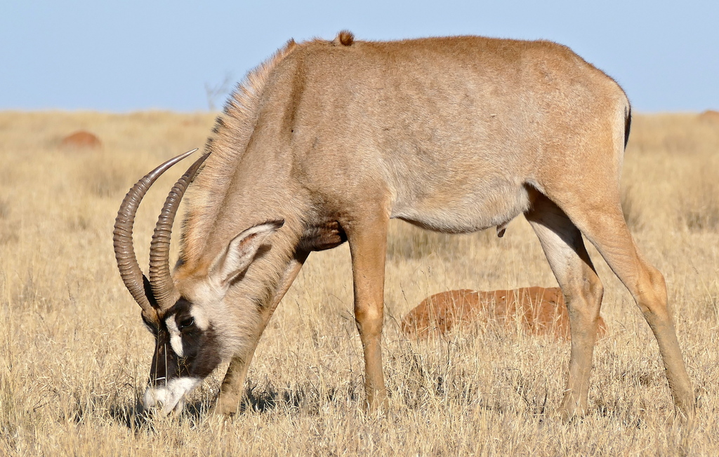 Roan Antelope (Hippotragus equinus) - Know Your Mammals