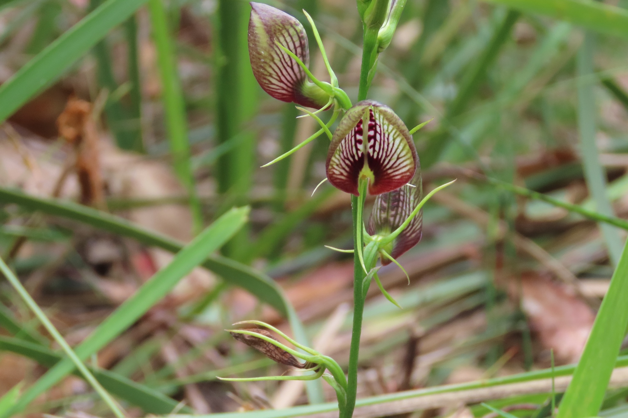 Cryptostylis erecta R.Br.