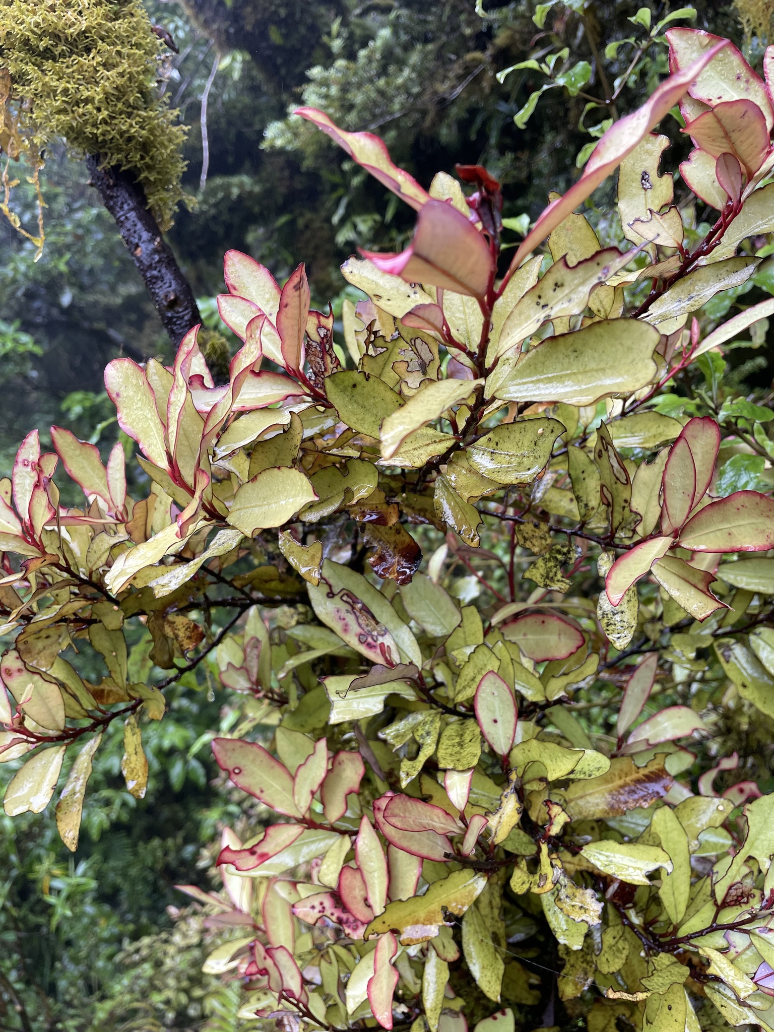 Pseudowintera colorata (Raoul) Dandy