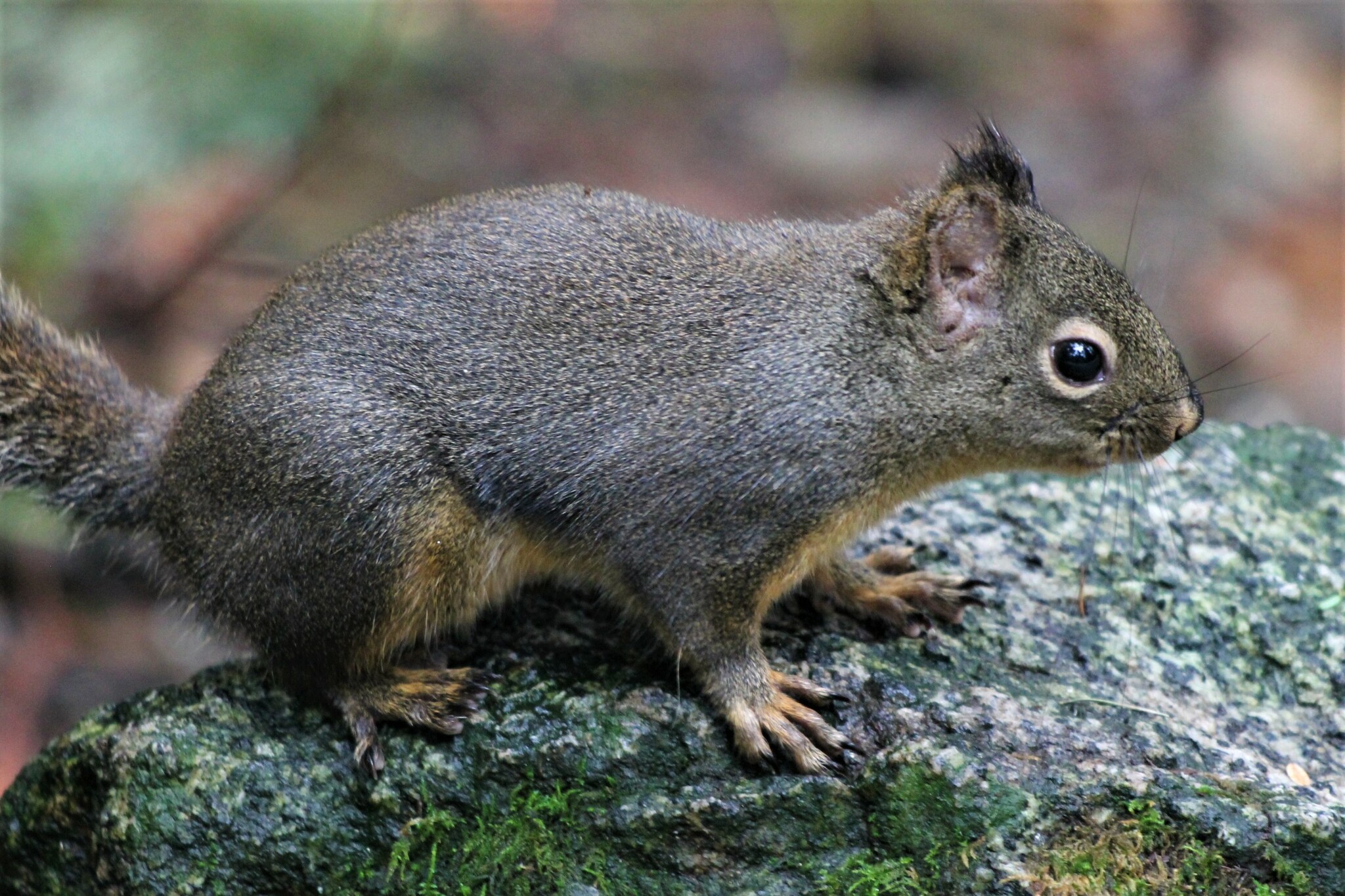 Tamiasciurus douglasii (Bachman, 1839)