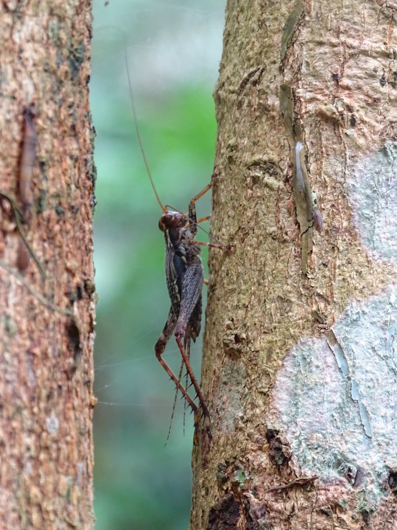 Cardiodactylus Saussure, 1878