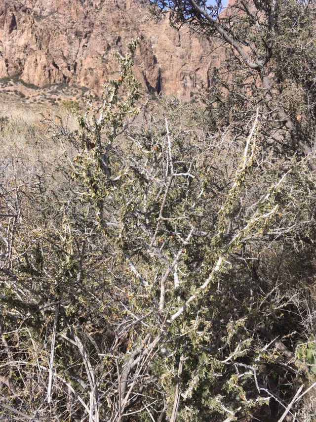 Porlieria angustifolia (Engelm.) A.Gray