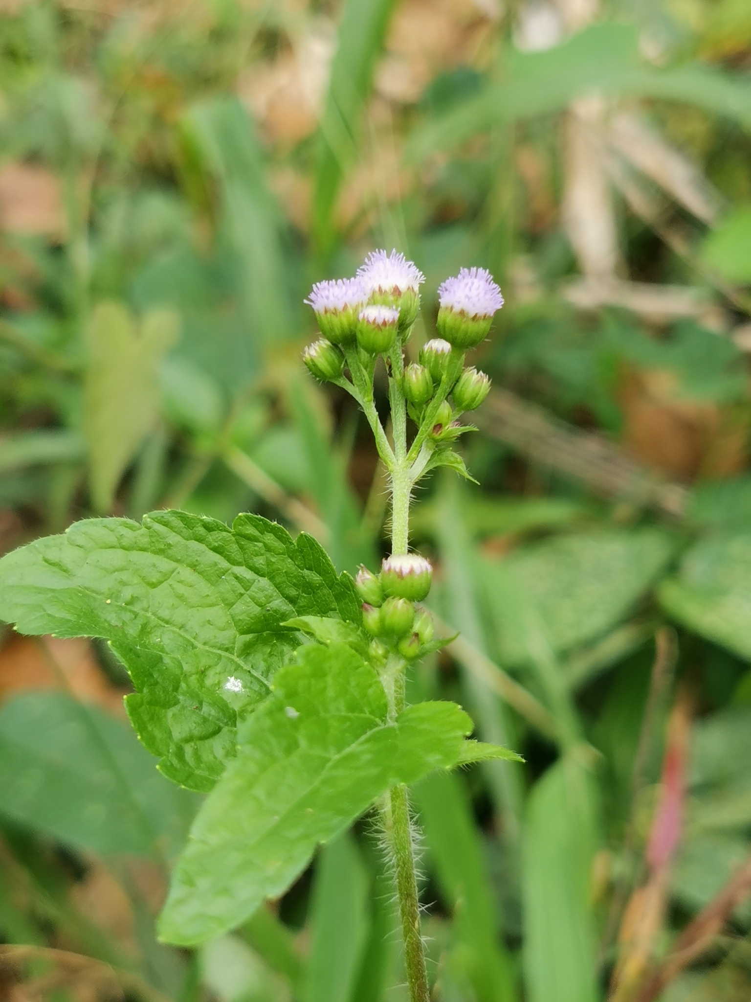 Ageratum conyzoides L.