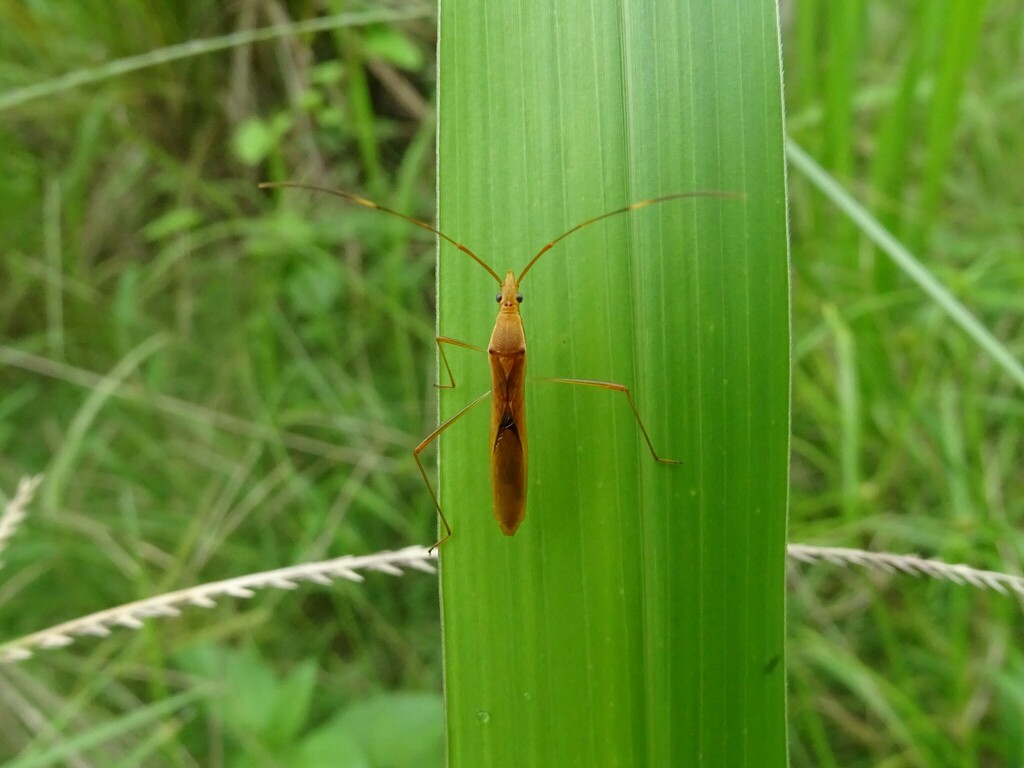 Paddy Bug from Cairns QLD, Australia on January 8, 2023 at 02:31 PM by ...