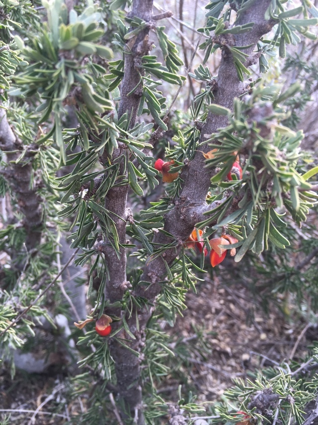 Porlieria angustifolia (Engelm.) A.Gray