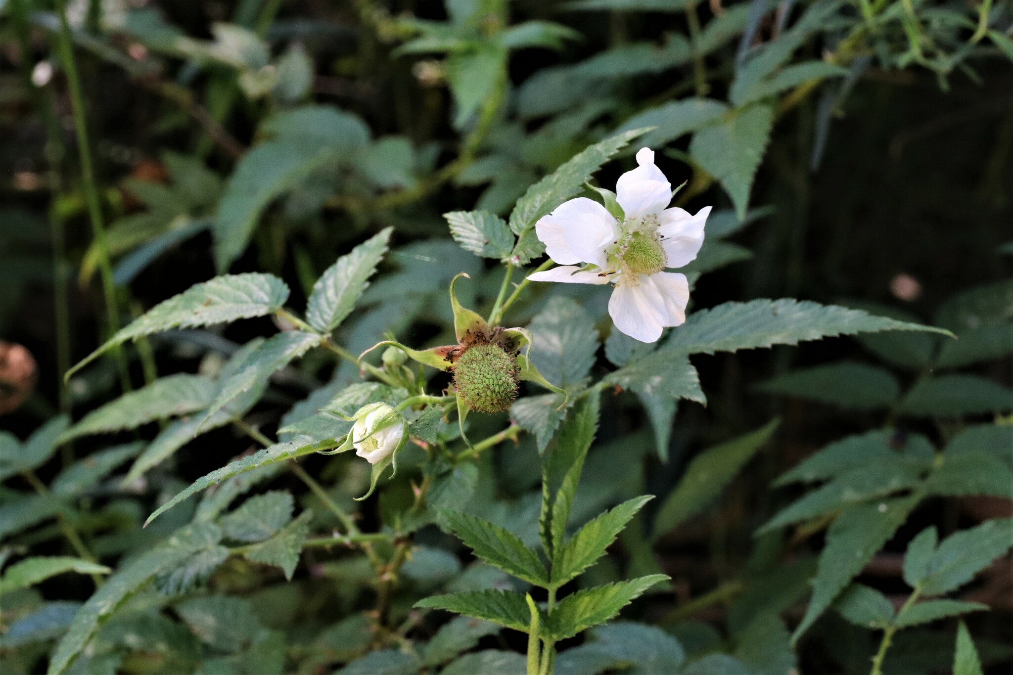 Rubus rosifolius Sm.