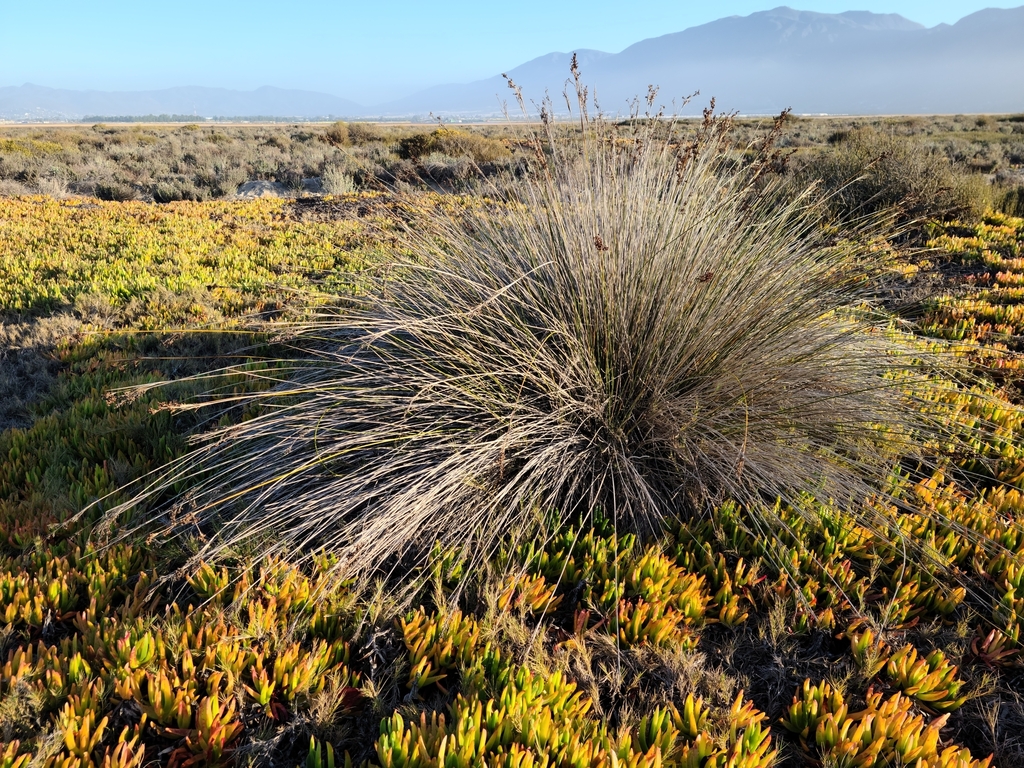 Southwestern Spiny Rush from Ensenada, MX-BN, MX on January 07, 2023 at ...