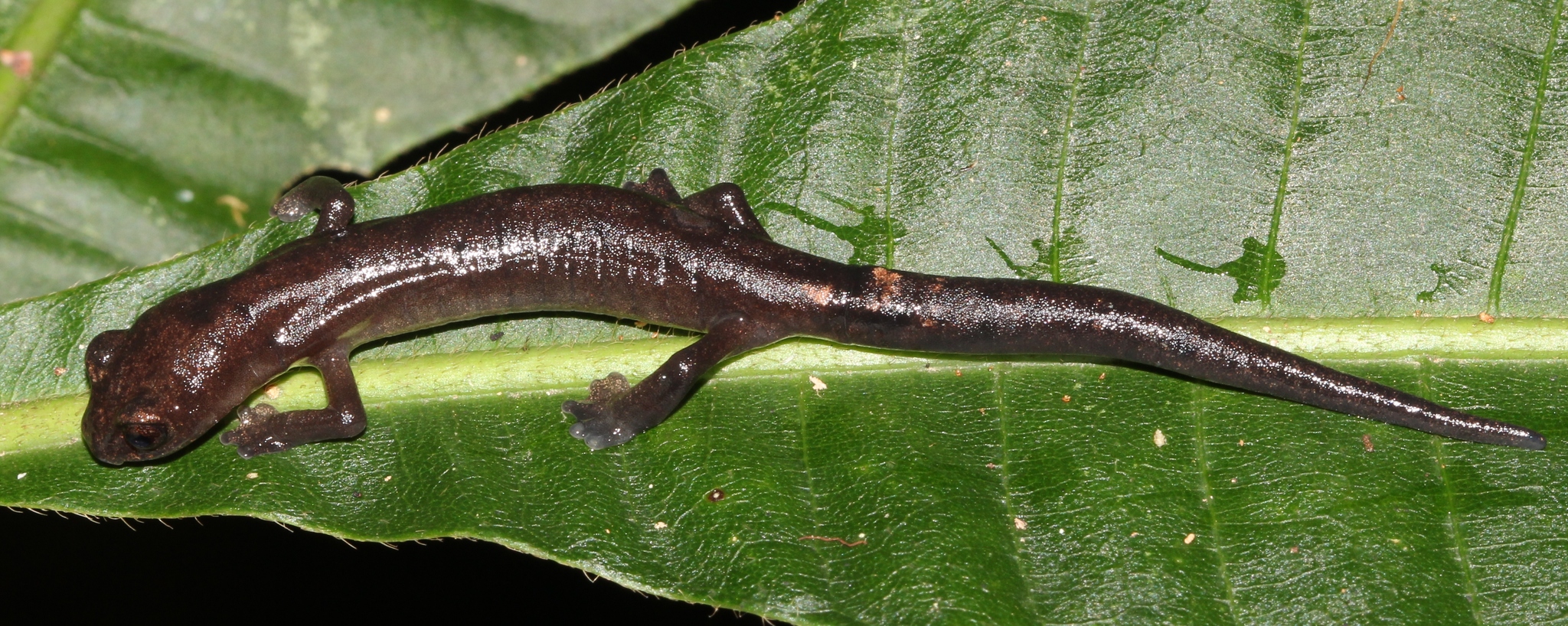 Bolitoglossa conanti McCranie & Wilson, 1993