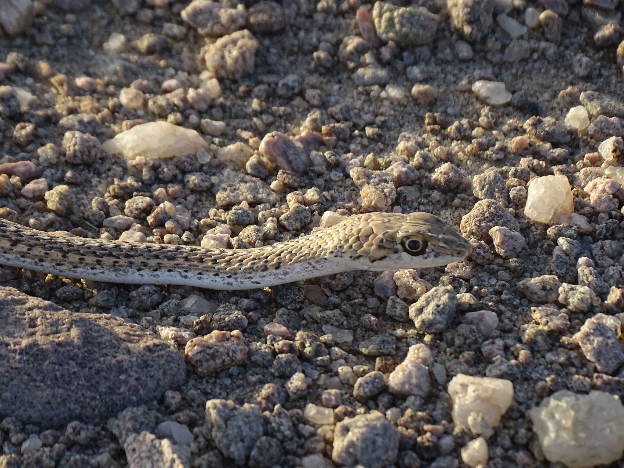 Psammophis leightoni Boulenger, 1902