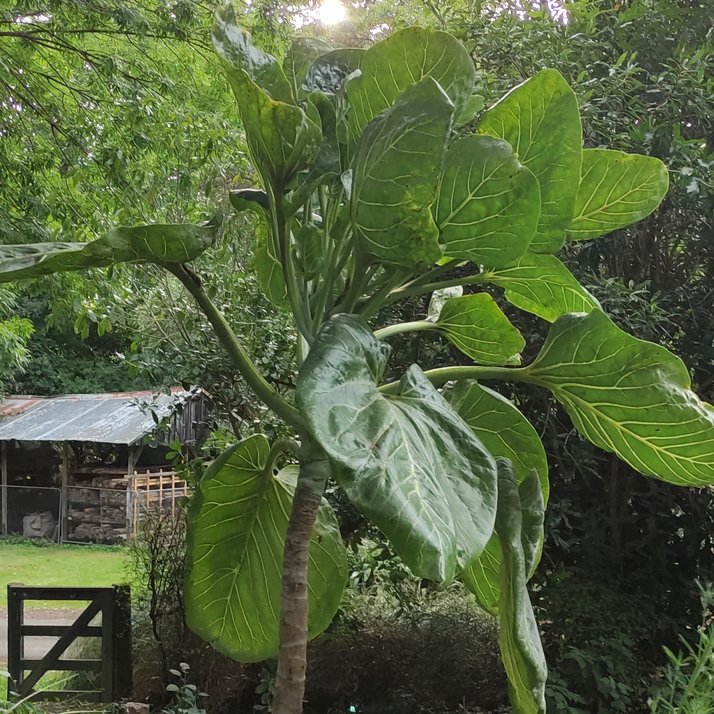Juan Fernández cabbage tree in January 2023 by Jenny Saito · iNaturalist