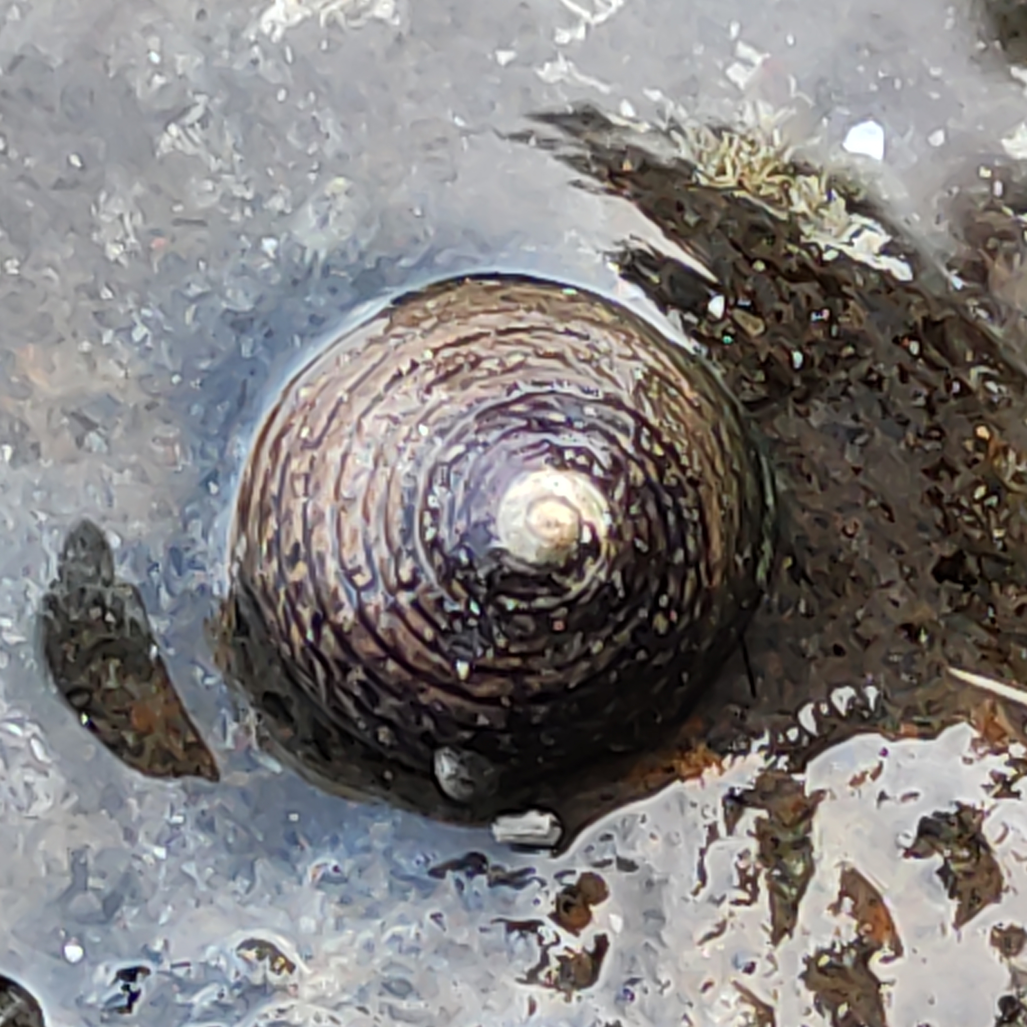 Diloma aethiops (Gmelin, 1791)