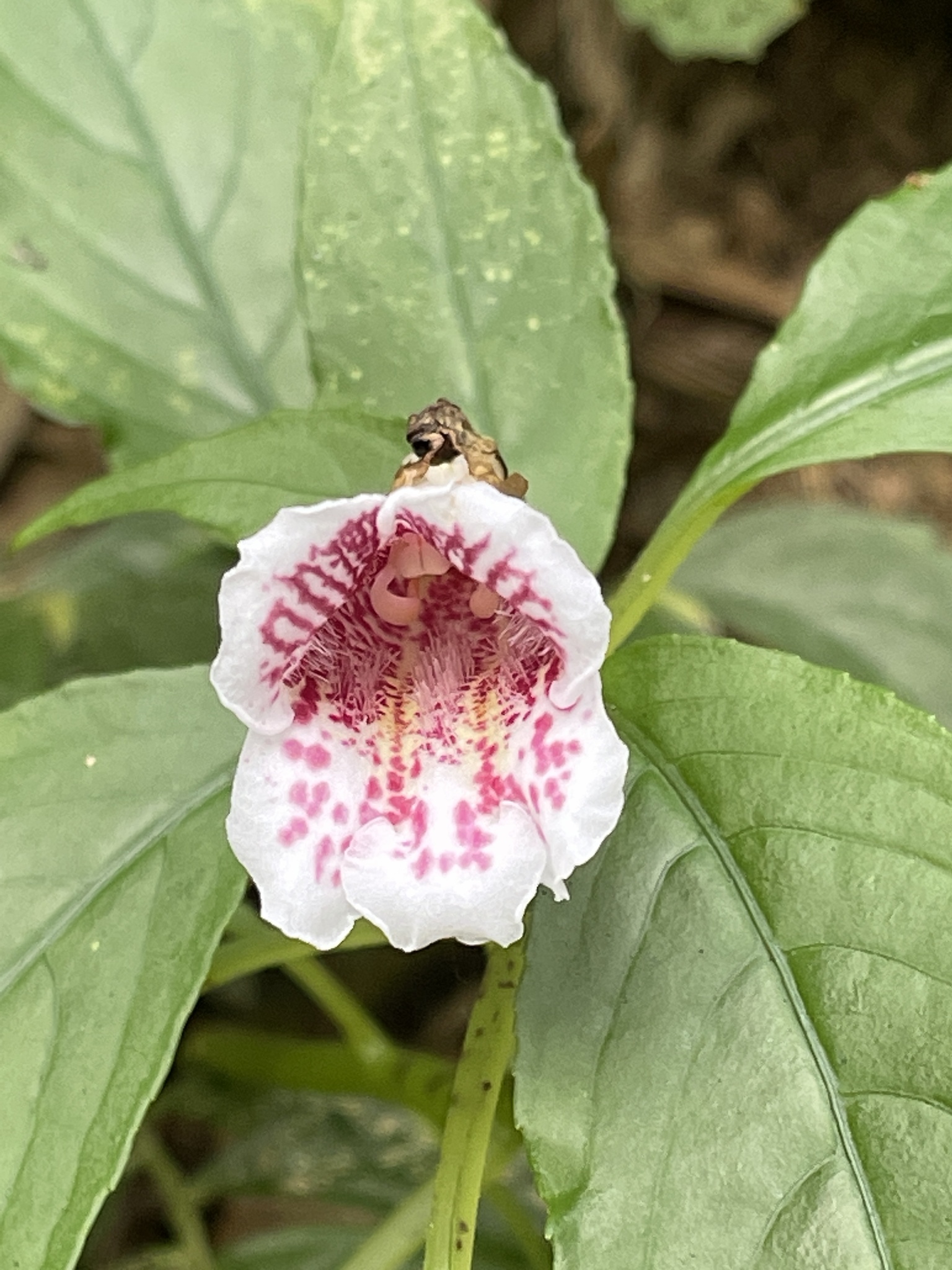 Gesneriaceae