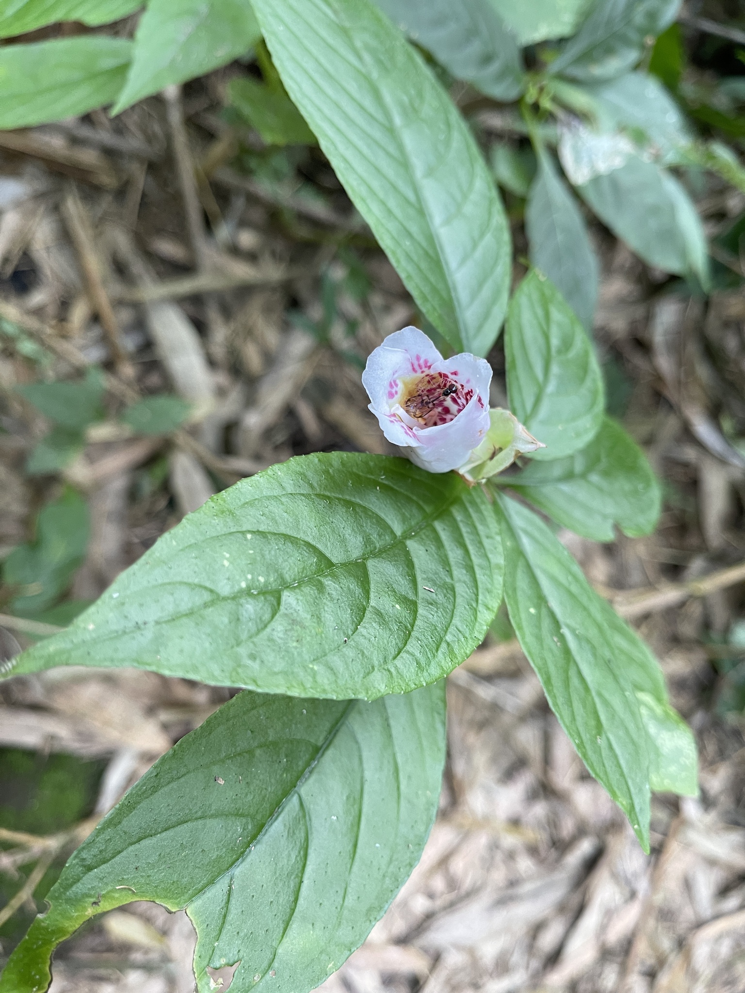 Gesneriaceae