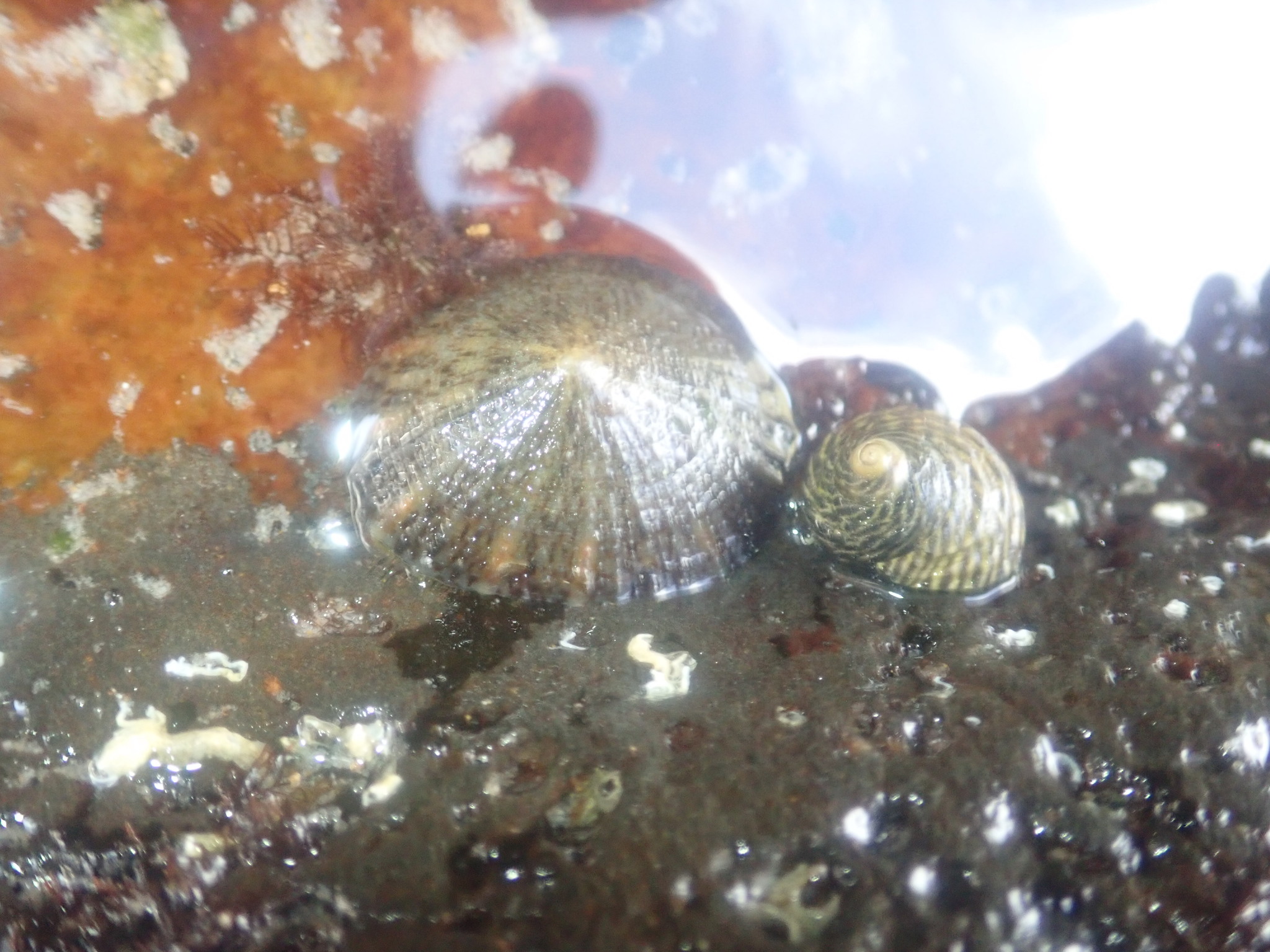 Cellana tramoserica (Holten, 1802)