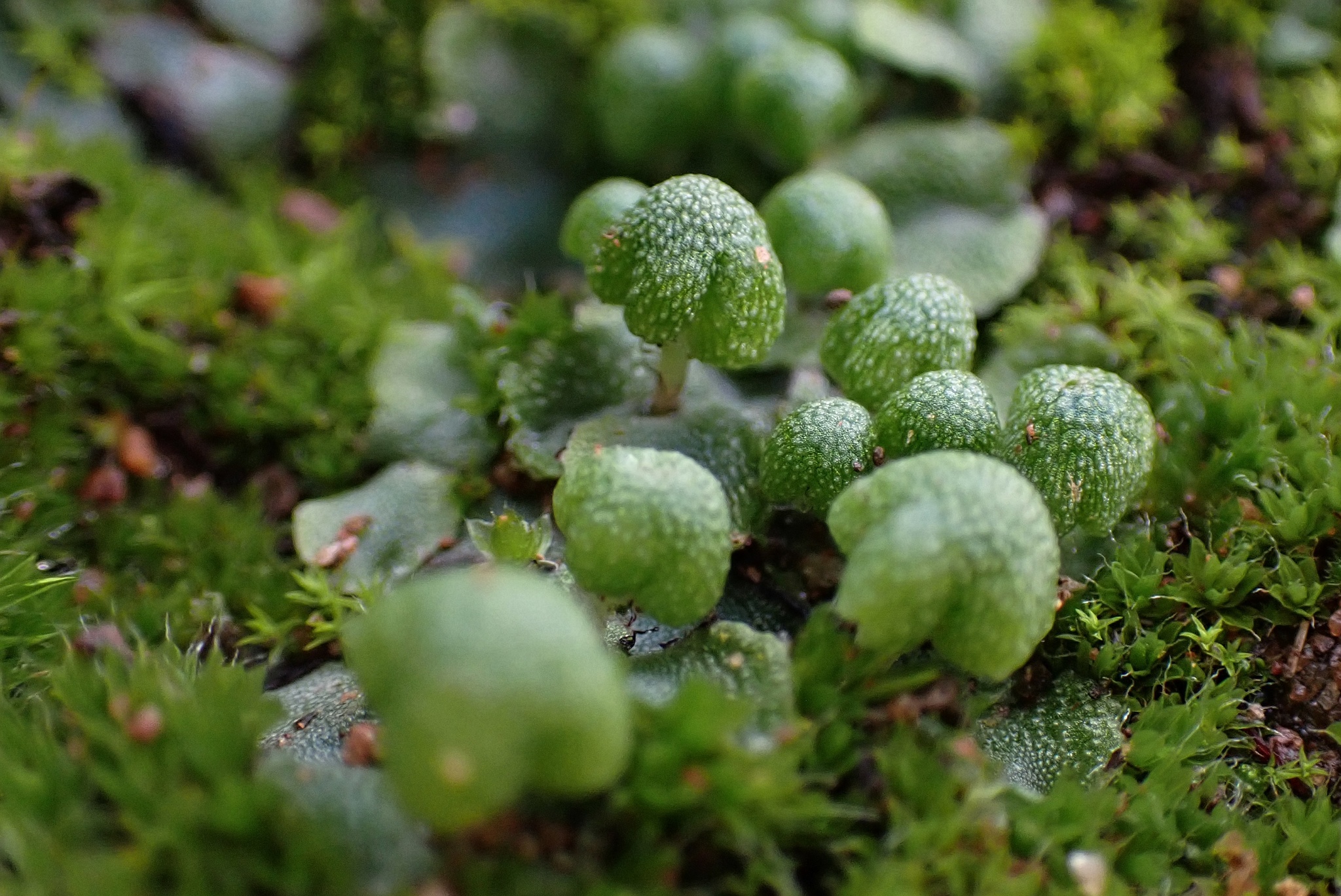 Asterella californica (Hampe ex Austin) Underw.