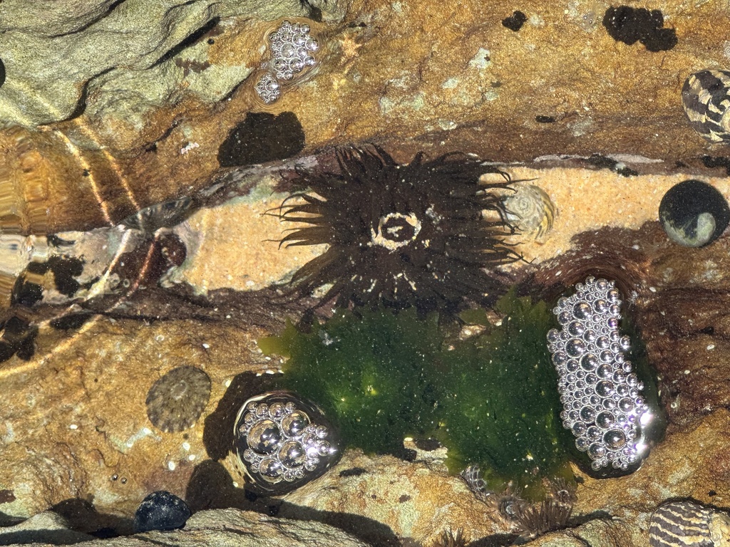 Green snakelock anemone from South Pacific Ocean, Forresters Beach, NSW ...