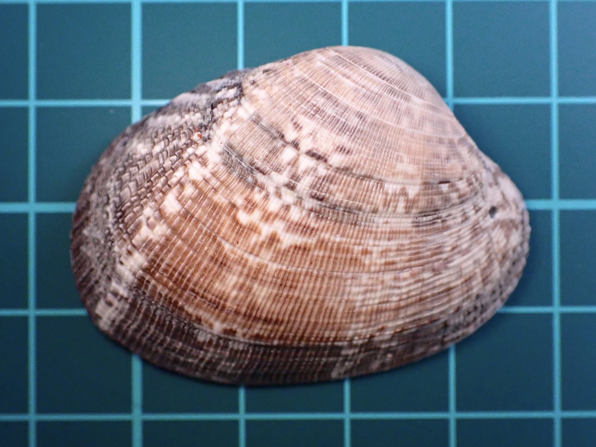 Ruditapes philippinarum (A.Adams & Reeve, 1850)