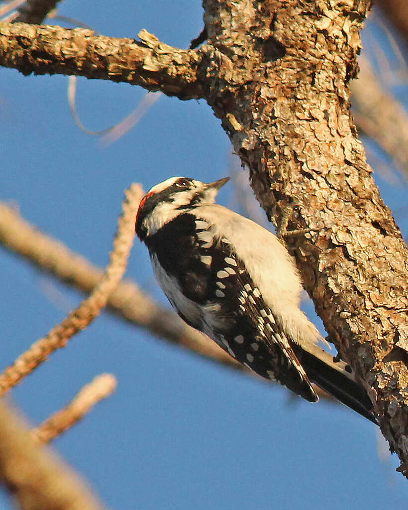 Downy Woodpecker (Birds of Rosewood Nature Study Area) · iNaturalist