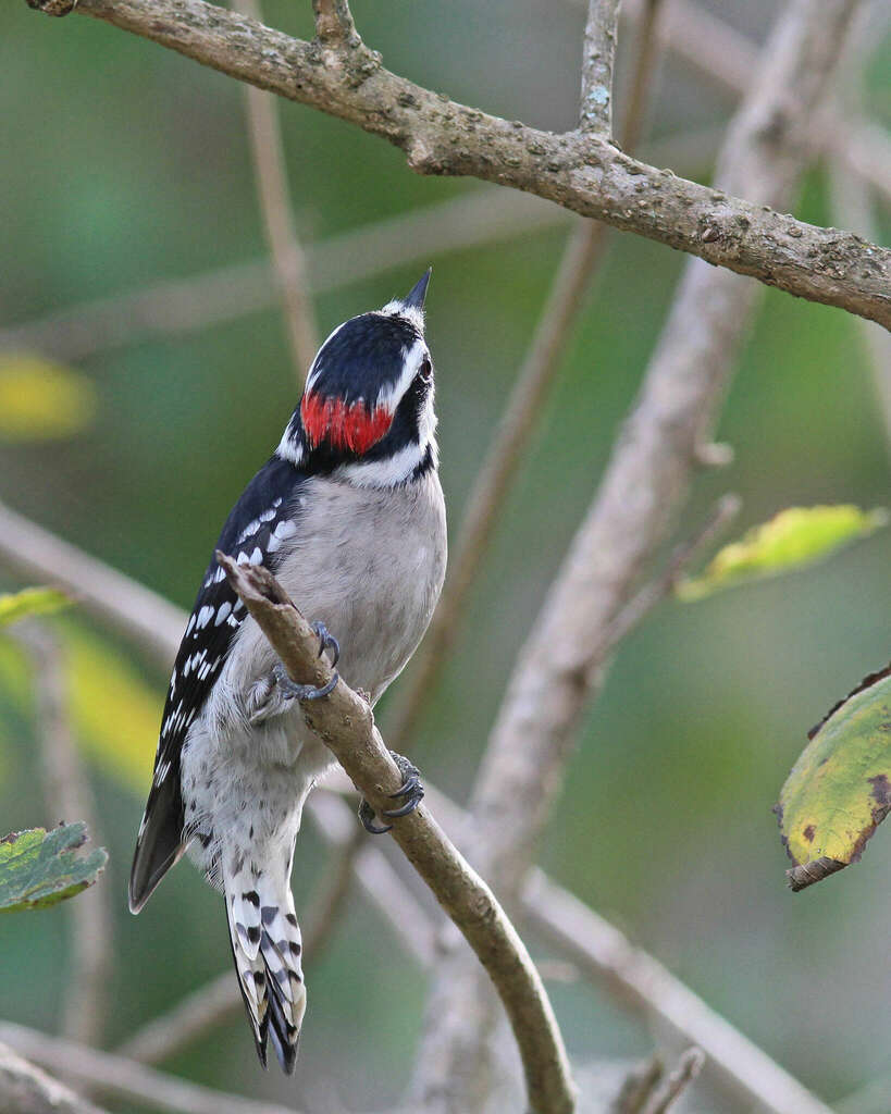Downy Woodpecker (Birds of Rosewood Nature Study Area) · iNaturalist