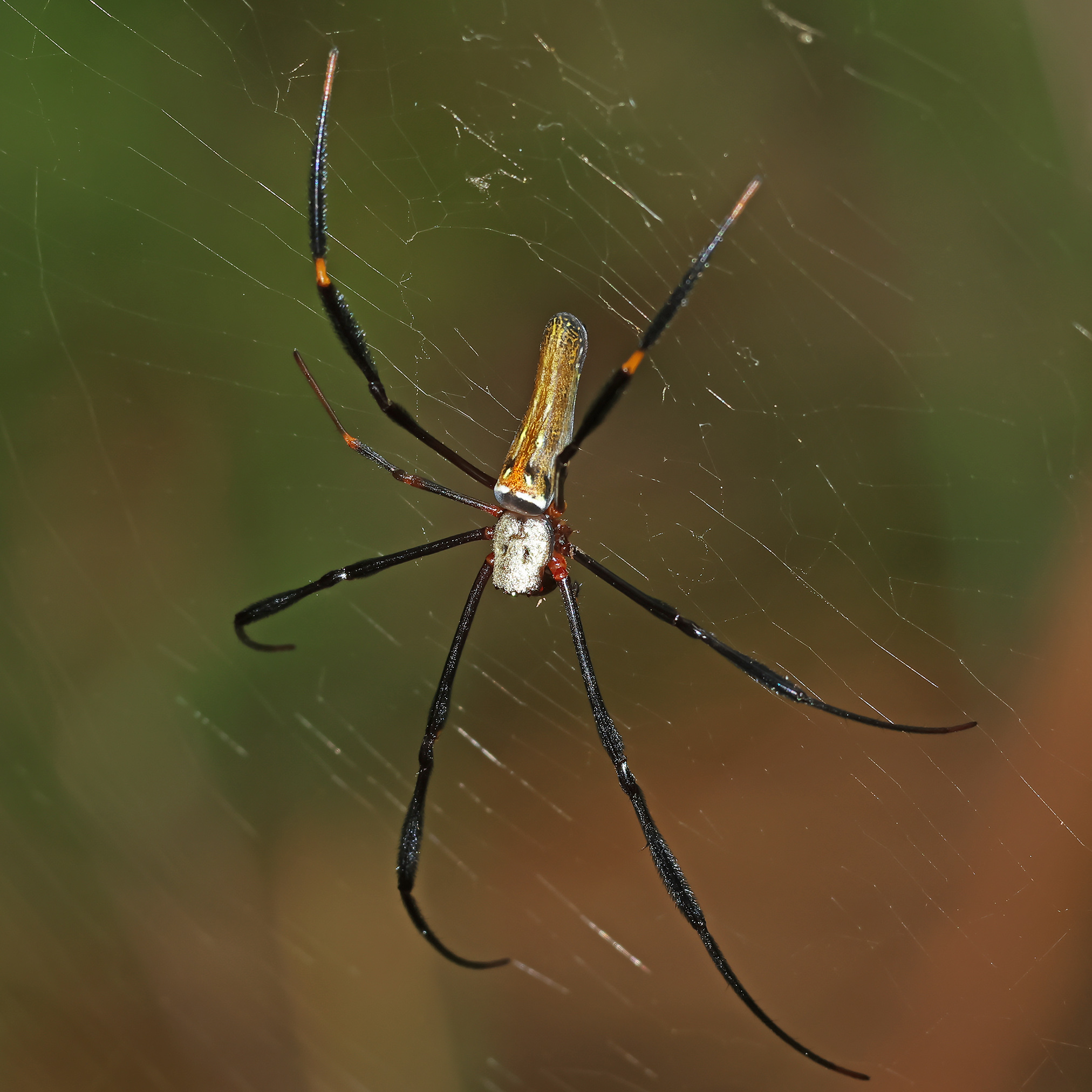 Nephila pilipes (Fabricius, 1793)