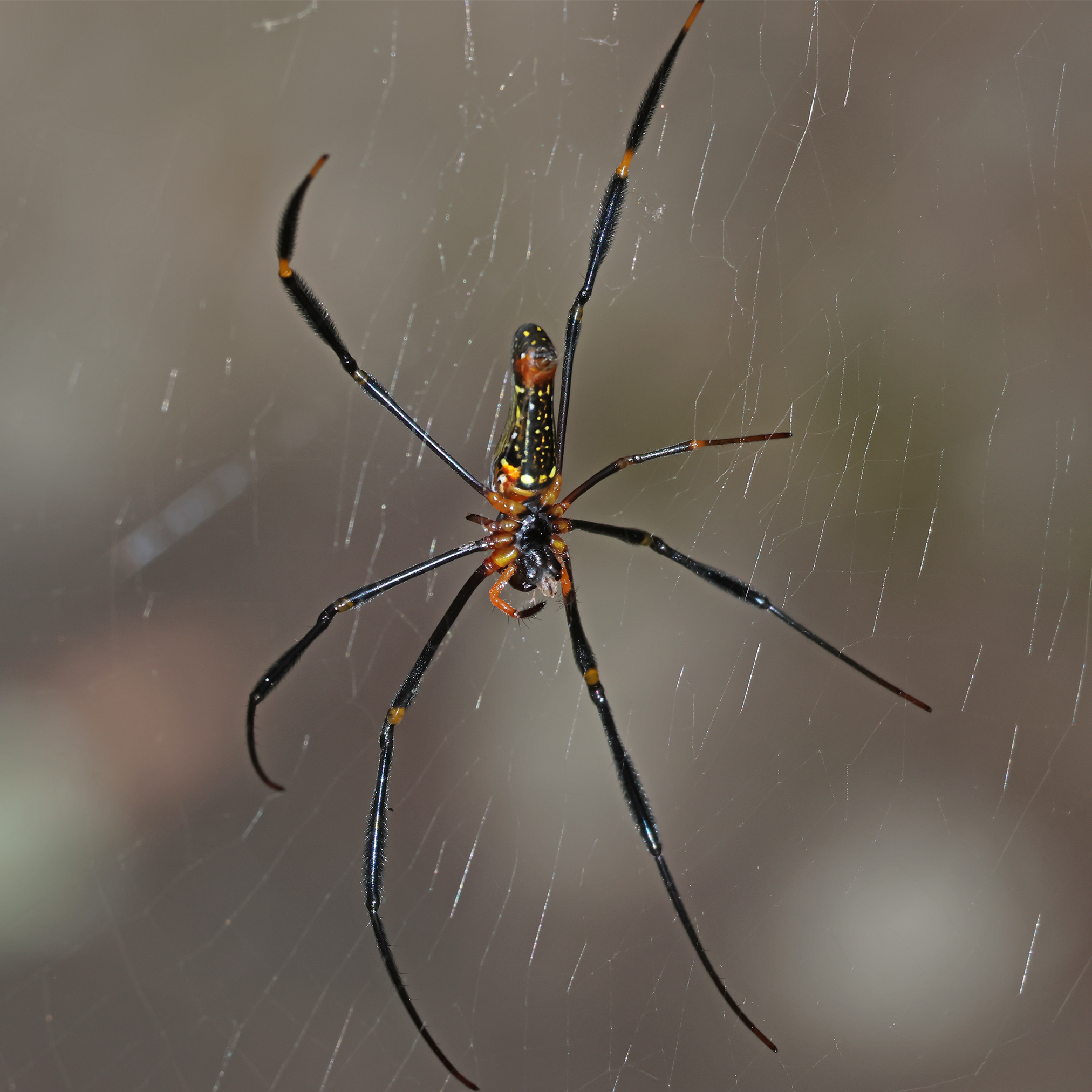 Nephila pilipes (Fabricius, 1793)