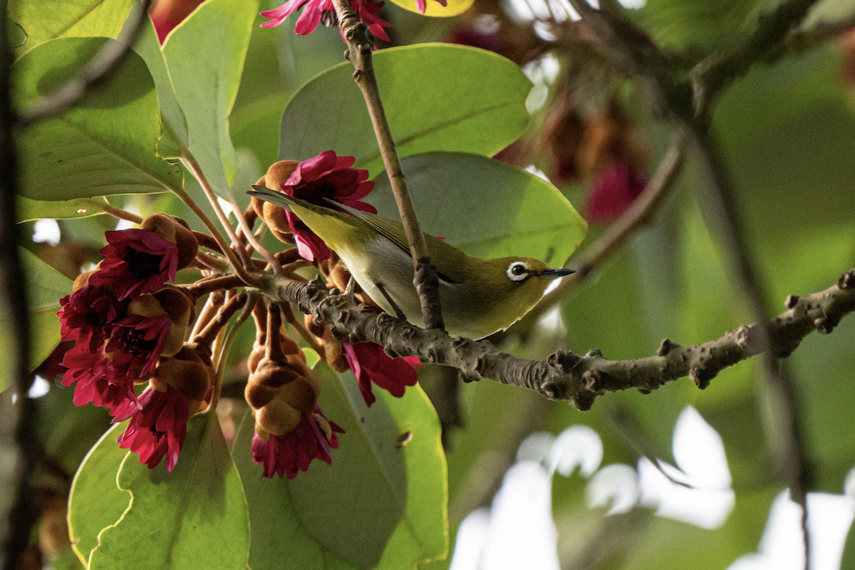 Zosterops simplex Swinhoe, 1861