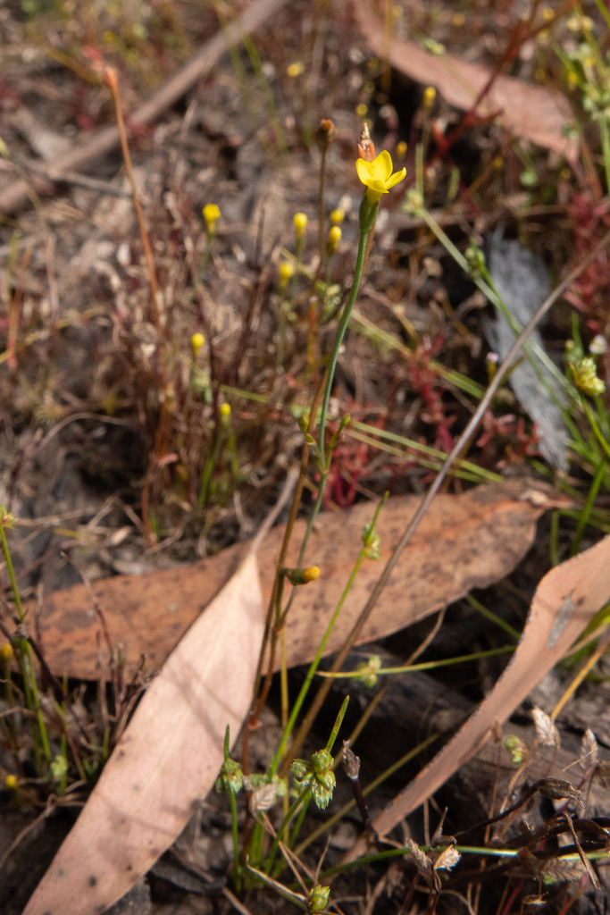 yellow centaury from Douglas VIC 3409, Australia on December 16, 2022 ...