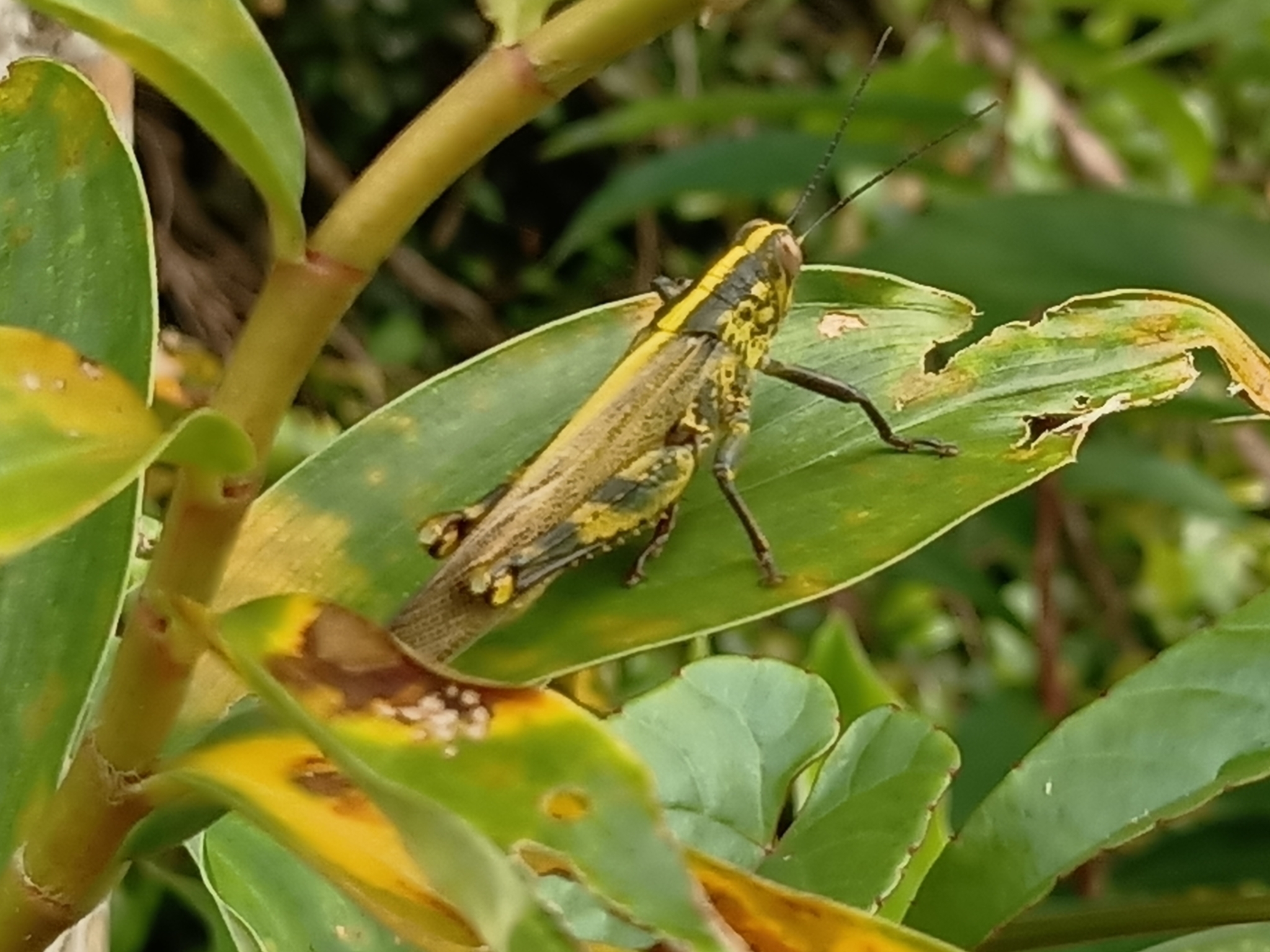 Valanga nigricornis (Burmeister, 1838)