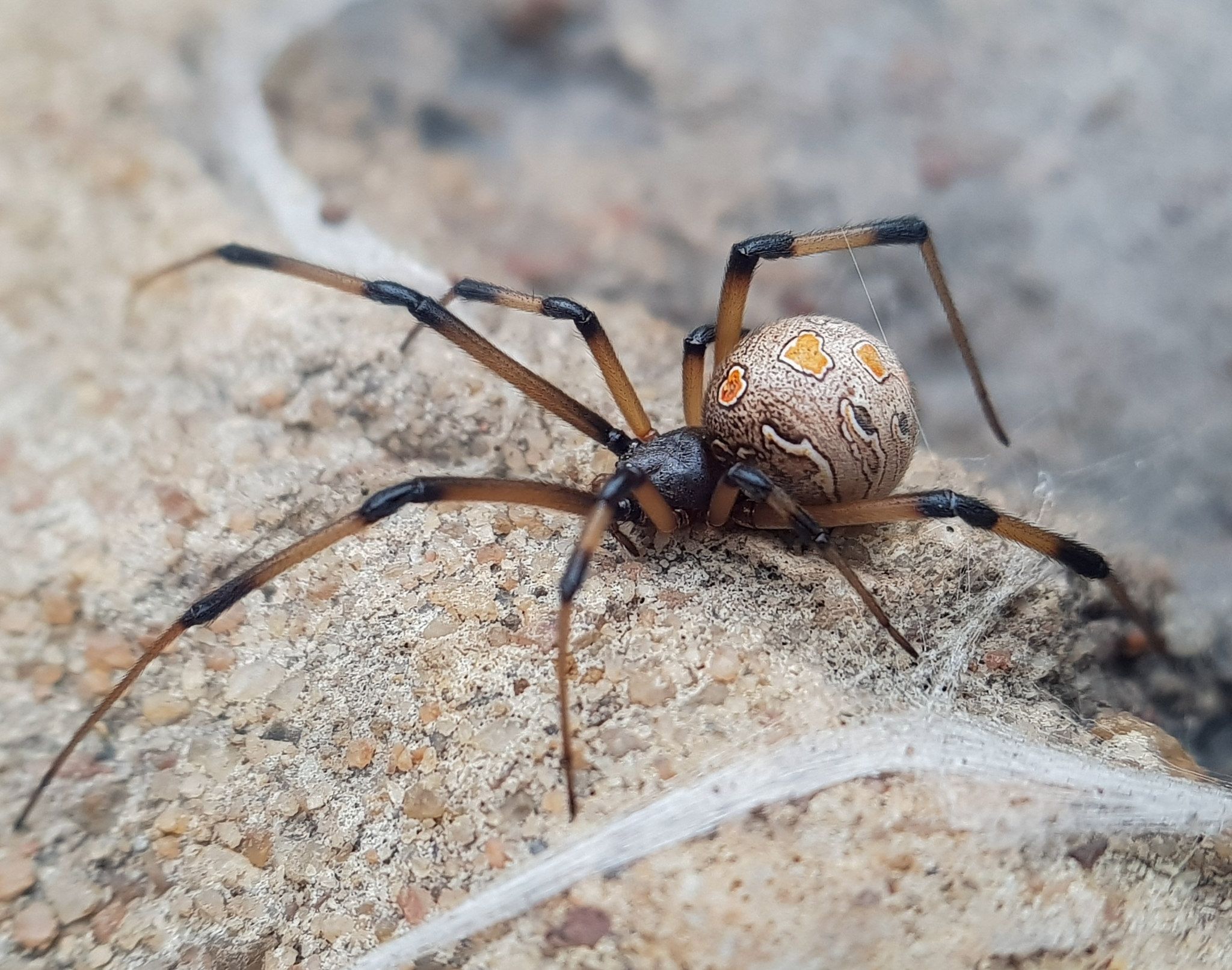 Latrodectus geometricus C.L.Koch, 1841