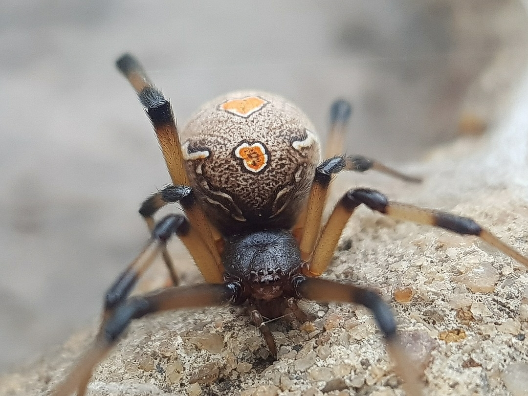Latrodectus geometricus C.L.Koch, 1841