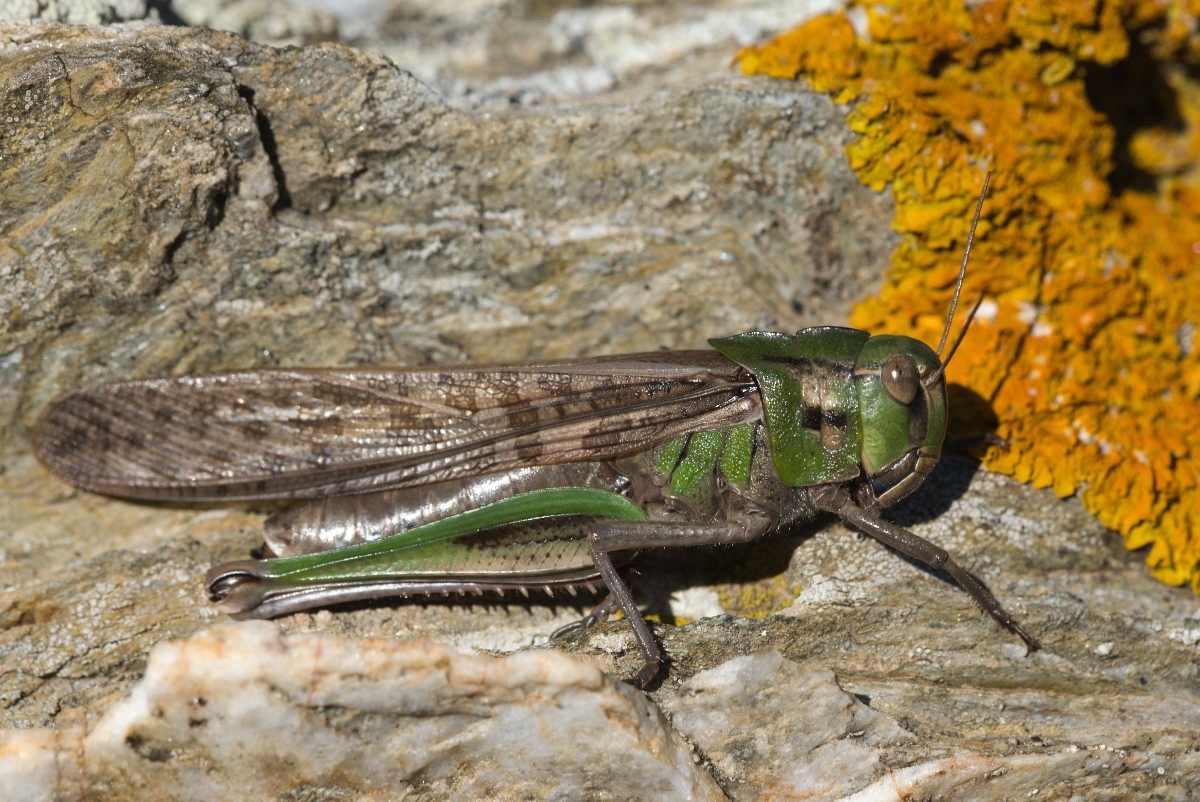Locusta migratoria (Linnaeus, 1758)