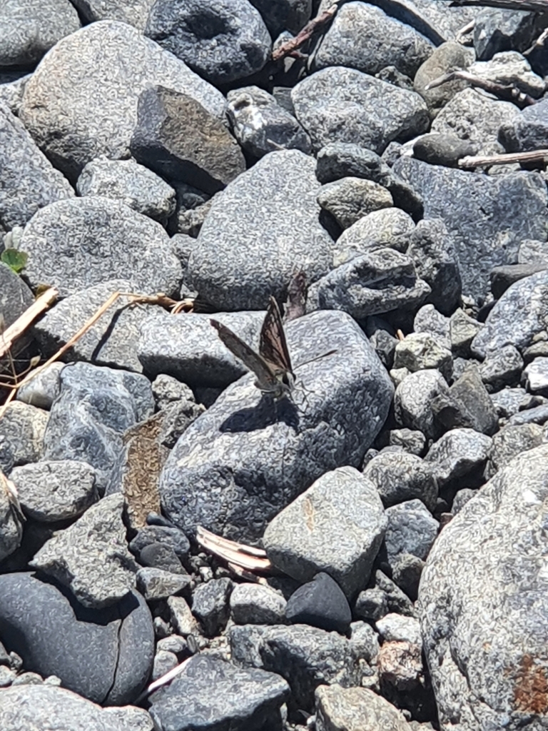 Canterbury Alpine Boulder Copper from Mt White bridge on January 8 ...