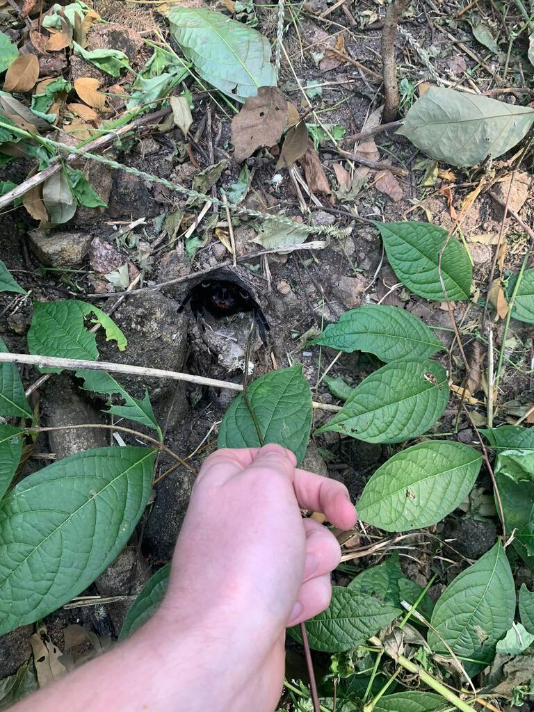Thai Black Tarantula from Chiang Ngoen, Mueang Tak District, Tak 63000 ...