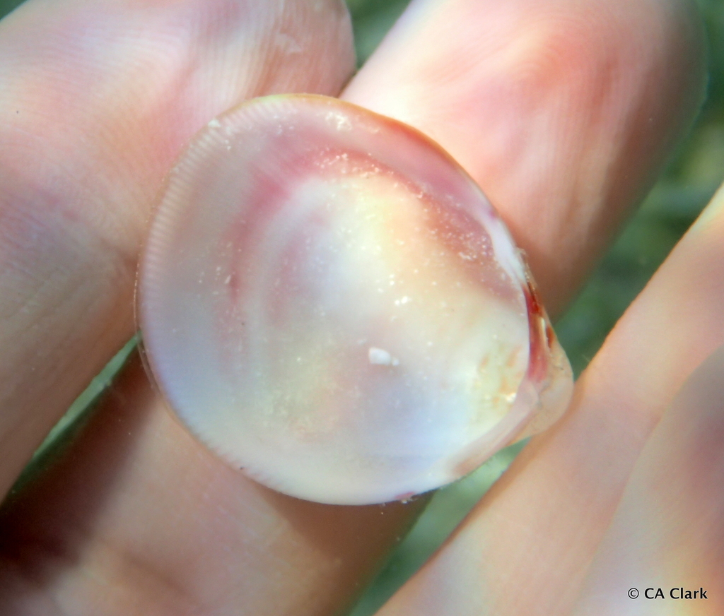 Common Egg Cockle from Prickly Pear Island, British Virgin Islands on ...
