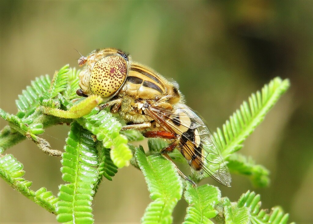 Native Drone Fly from Wallaga Lake NSW 2546, Australia on January 6 ...