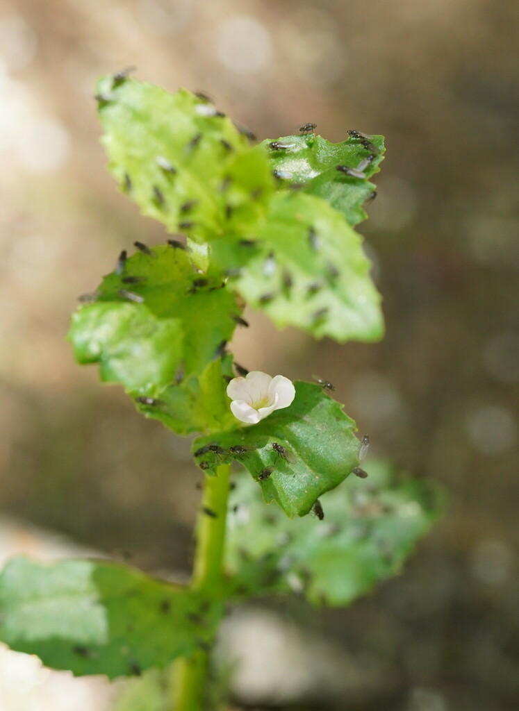 Austral Brooklime from Cardinia - North, Victoria, Australia on January ...