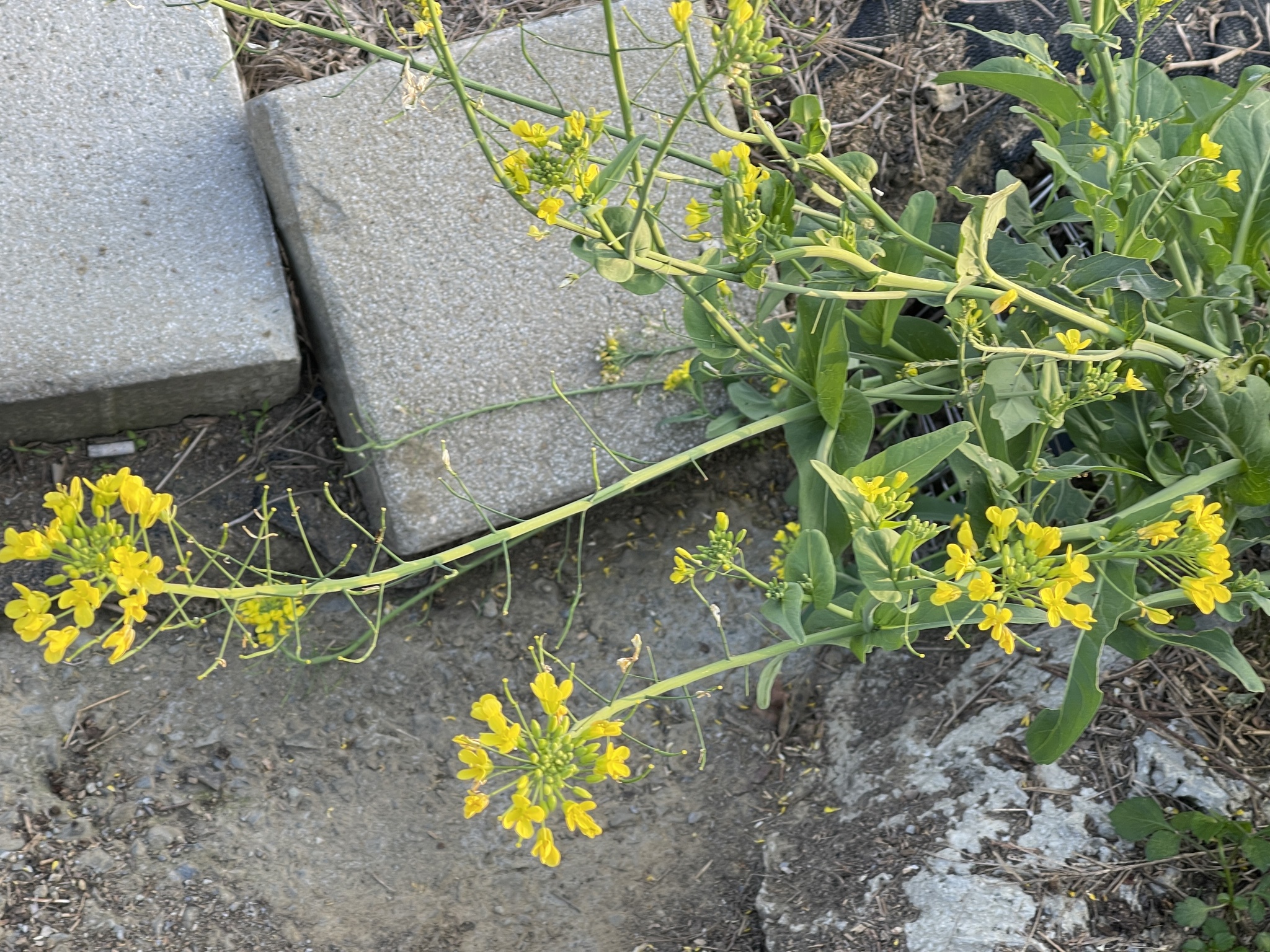 Brassica rapa L.