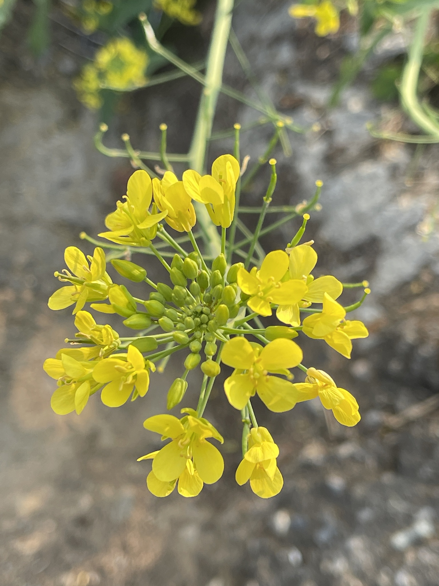 Brassica rapa L.