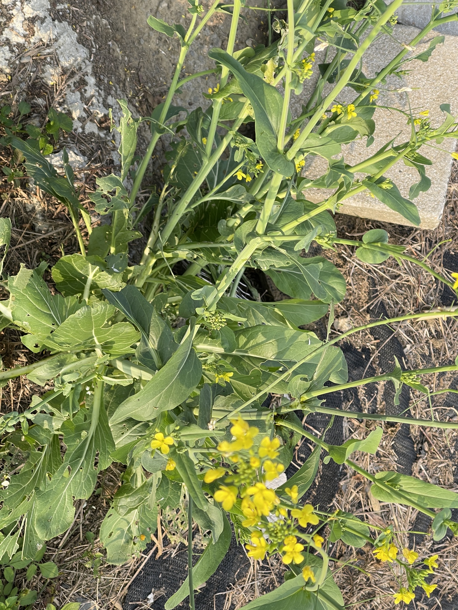 Brassica rapa L.