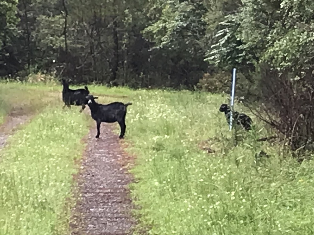 Domestic Goat from Te Ika-a-Māui/North Island, Te Araroa, Gisborne, NZ ...