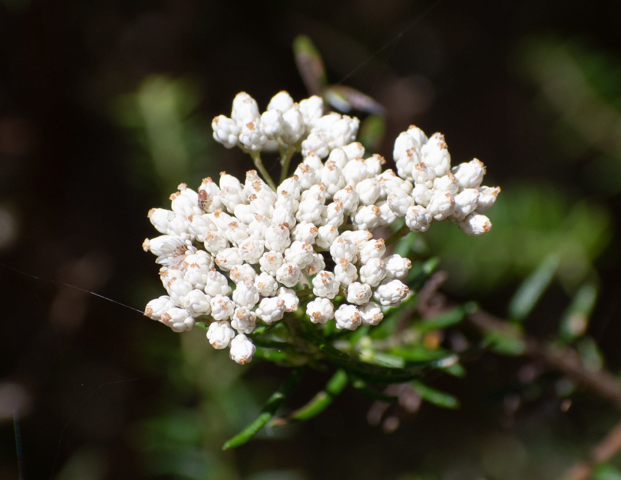 Ozothamnus R.Br.