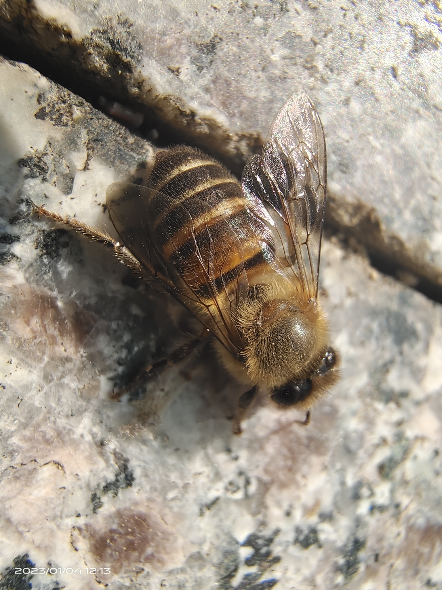Apis cerana Fabricius, 1793