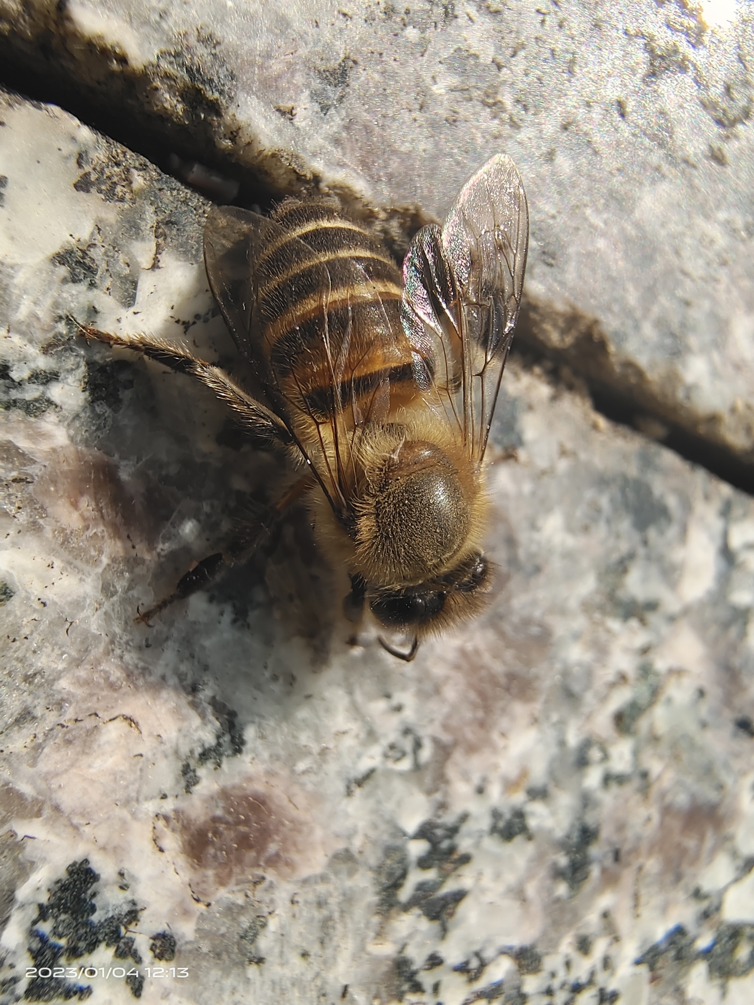 Apis cerana Fabricius, 1793